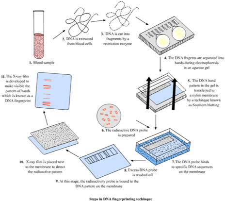 DNA Profiling – EVISCAN
